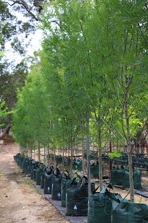 Containerised (Bag) Trees — Mullalyup Forest Farm Nursery
