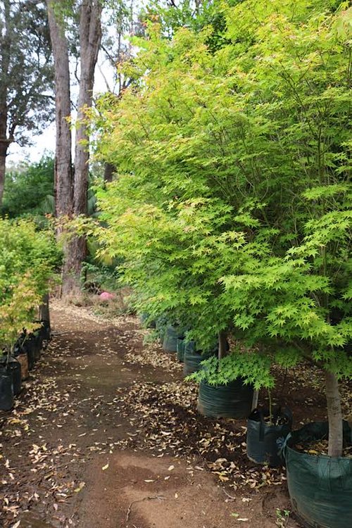 Containerised (Bag) Trees — Mullalyup Forest Farm Nursery