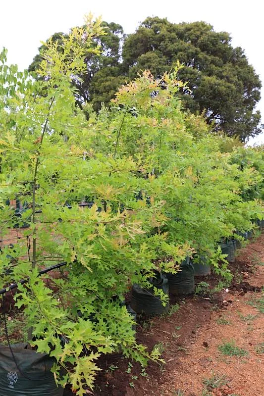 Containerised (Bag) Trees — Mullalyup Forest Farm Nursery