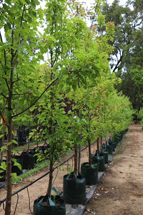 Containerised (Bag) Trees — Mullalyup Forest Farm Nursery