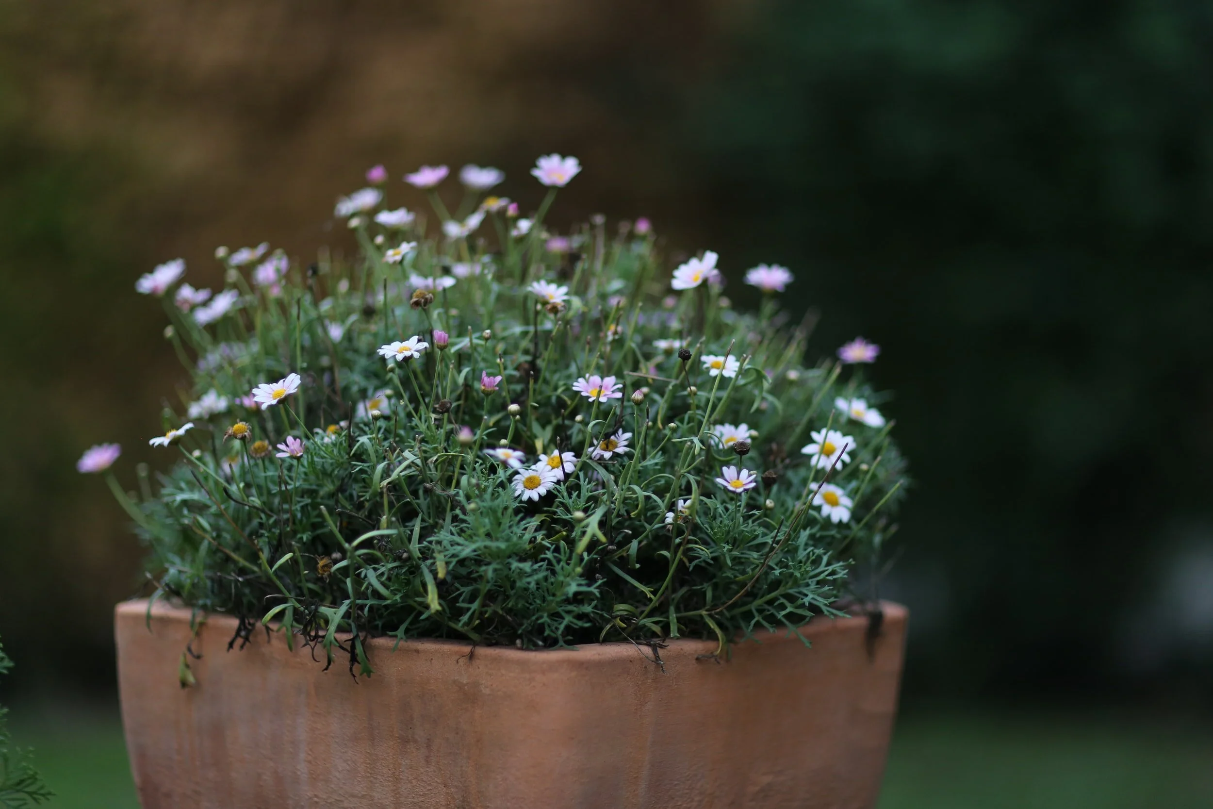 An 11-Line Poetry Spell For Healing