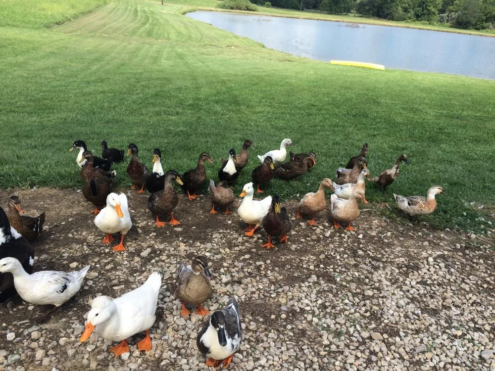 Calling All Ducks — A Teaspoon