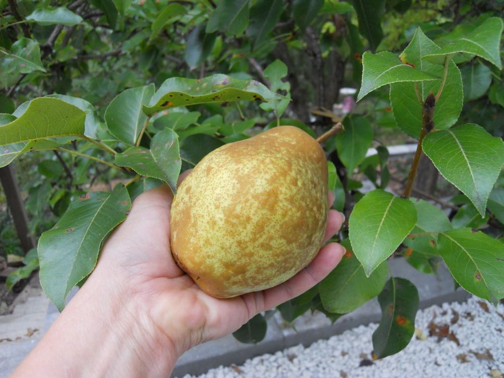 My One BIG Pear — A Teaspoon