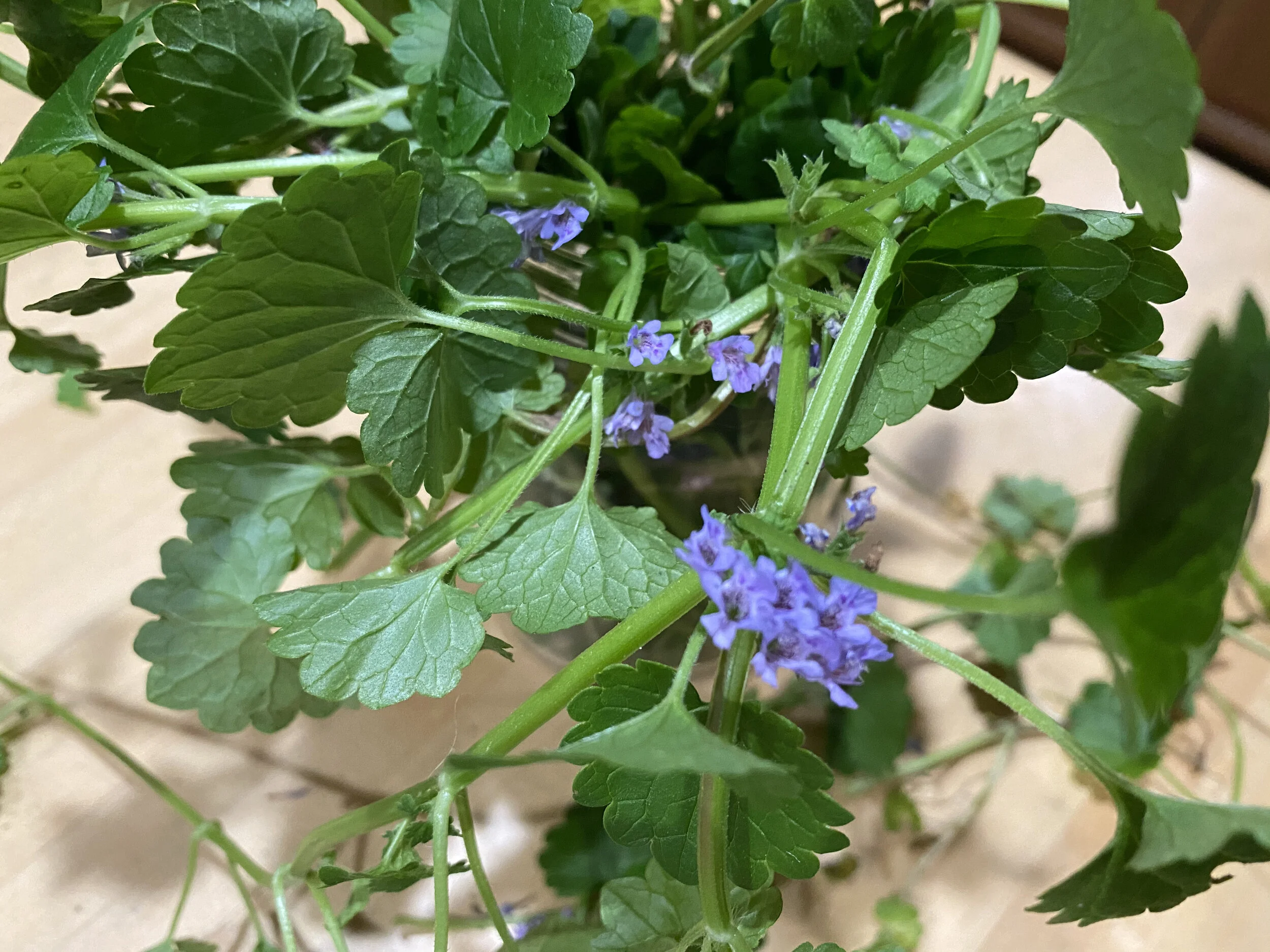 Creeping Charlie Tea — A Teaspoon