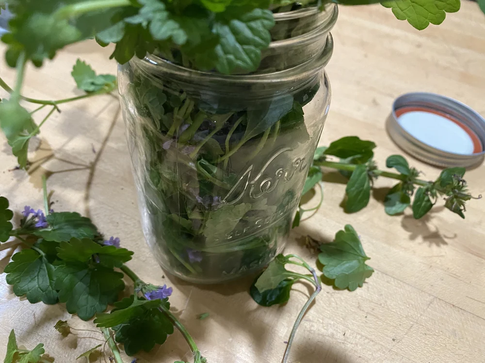 Creeping Charlie Tea — A Teaspoon