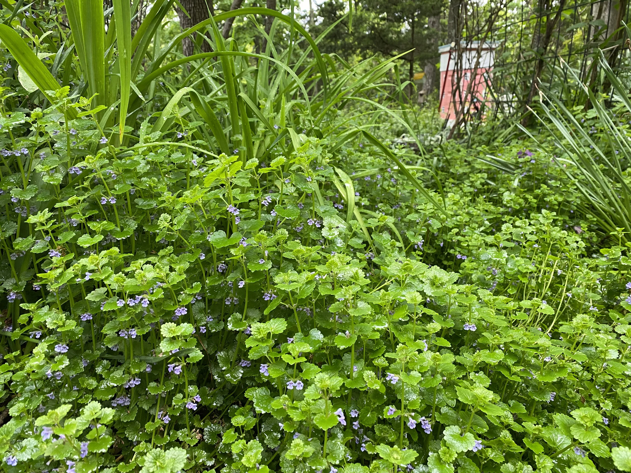 Creeping Charlie Tea — A Teaspoon