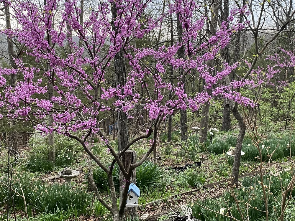 Edible Eastern Redbuds — A Teaspoon