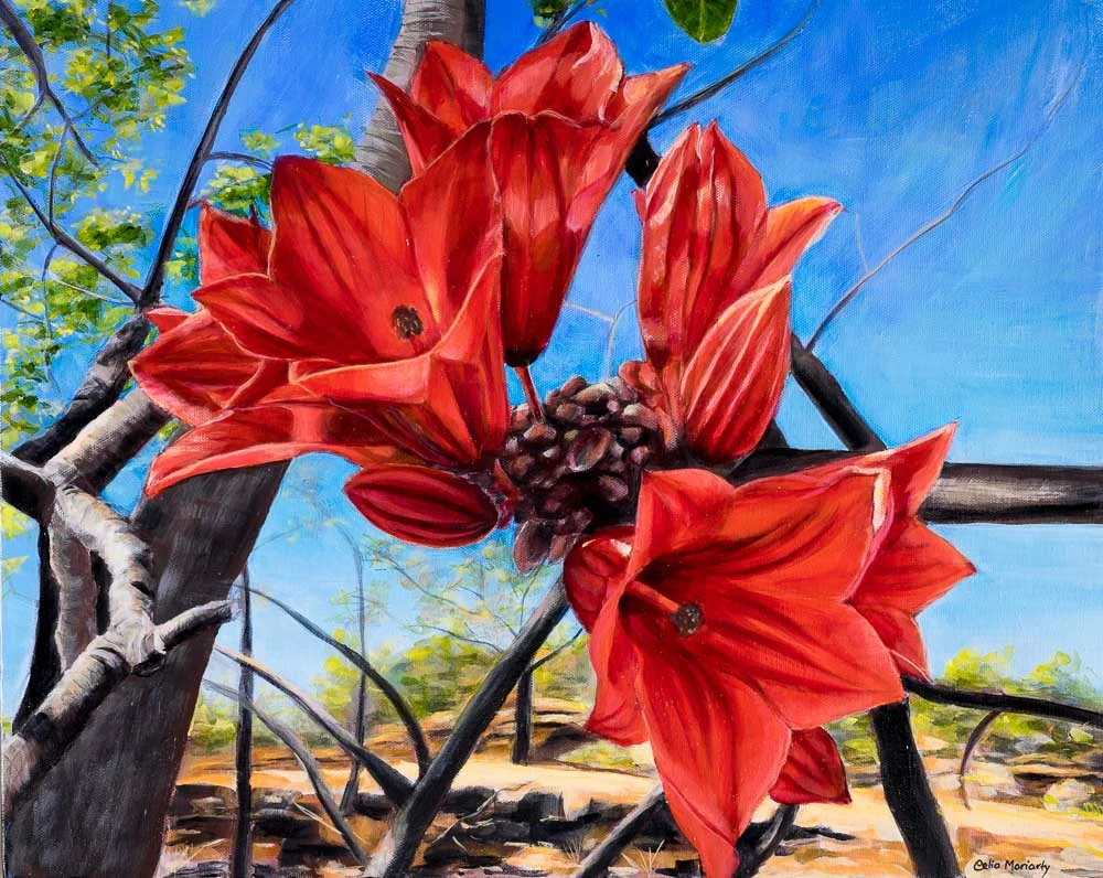 Kimberley Rose, Brachychiton viscidulous — Celia Moriarty Art