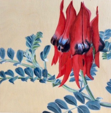Sturt's Desert Pea — Celia Moriarty Art