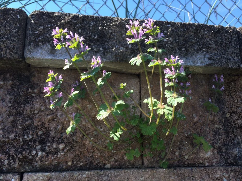 Bee Plants — Home Sweet Bees