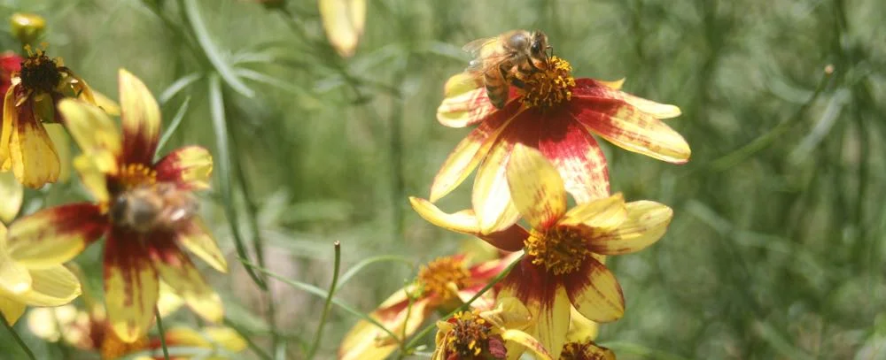 Bee Plants — Home Sweet Bees