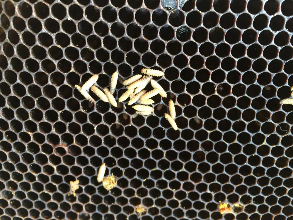 How to Save Remaining Hive from Small Hive Beetles — Home Sweet Bees