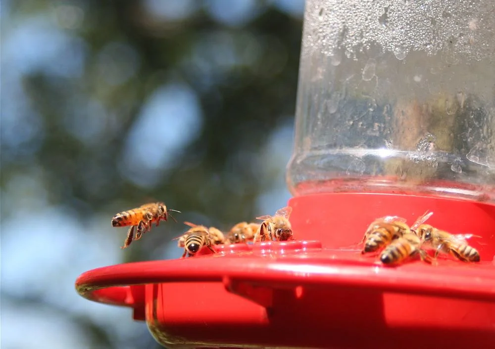 How to Stop Bees And Wasps from Taking Over Bird Feeders - Earth of Birds