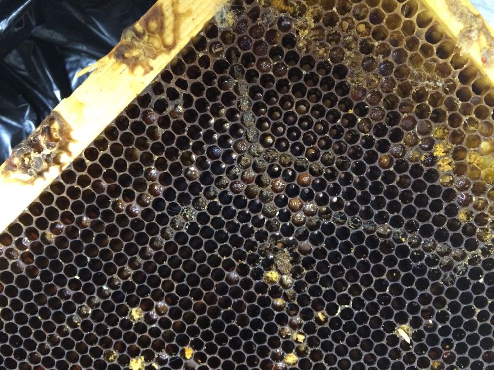 How to Save Remaining Hive from Small Hive Beetles — Home Sweet Bees