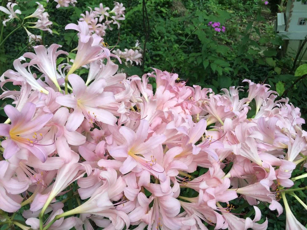 Bee Plants — Home Sweet Bees