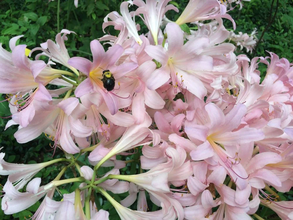 Bee Plants — Home Sweet Bees