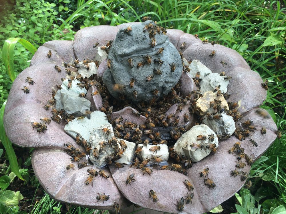 How to Safely Provide Bees Water — Home Sweet Bees