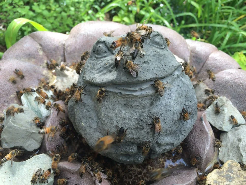 How to Safely Provide Bees Water — Home Sweet Bees