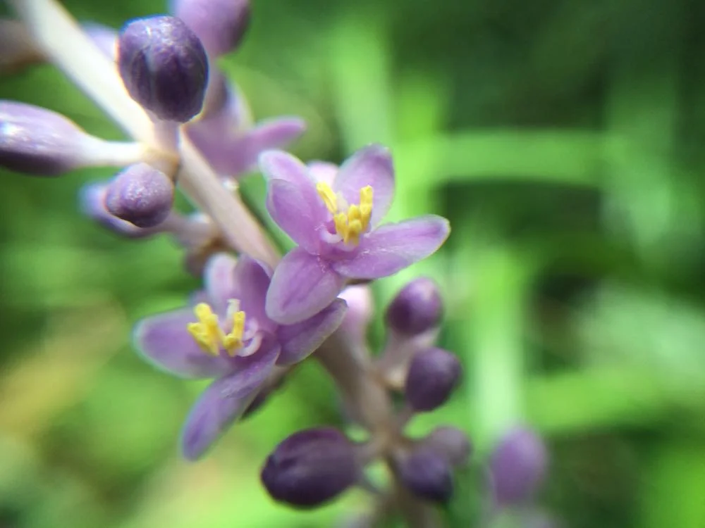 Bee Plants — Home Sweet Bees