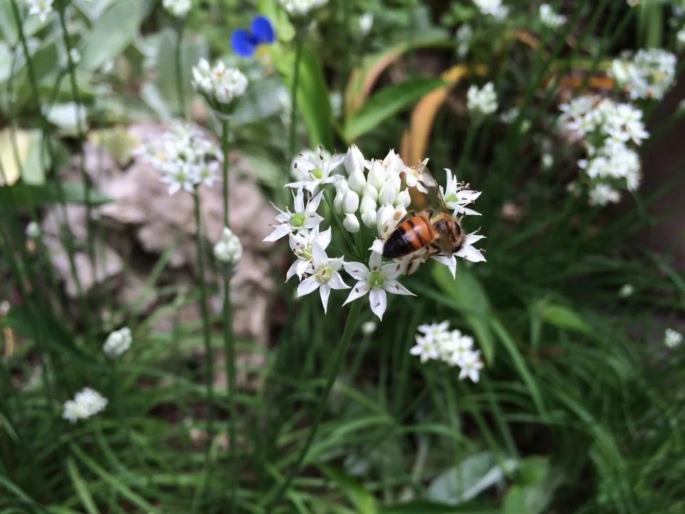 Bee Plants — Home Sweet Bees