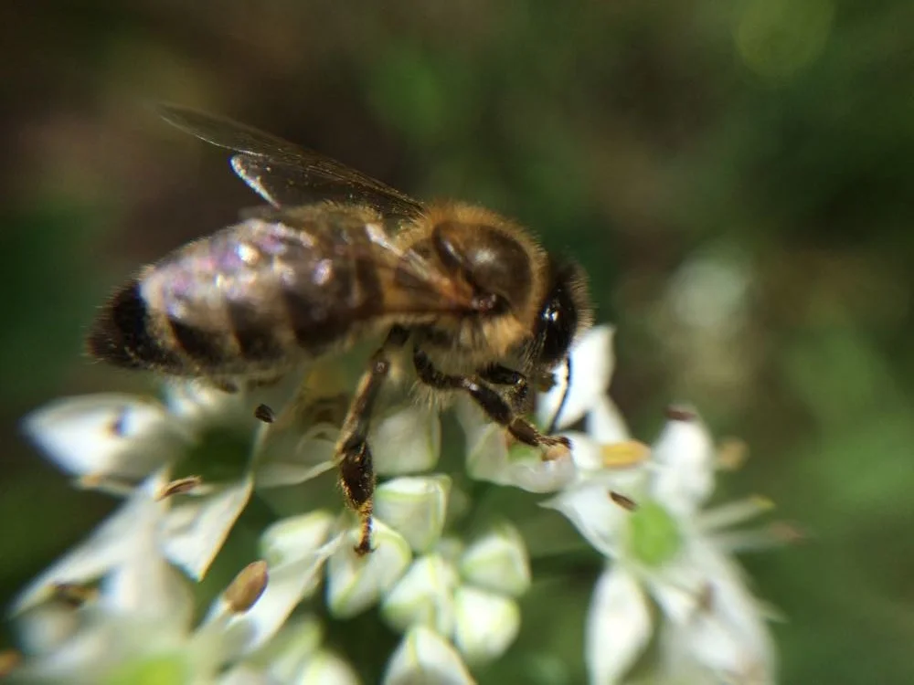 Garlic Chives Honey — Home Sweet Bees