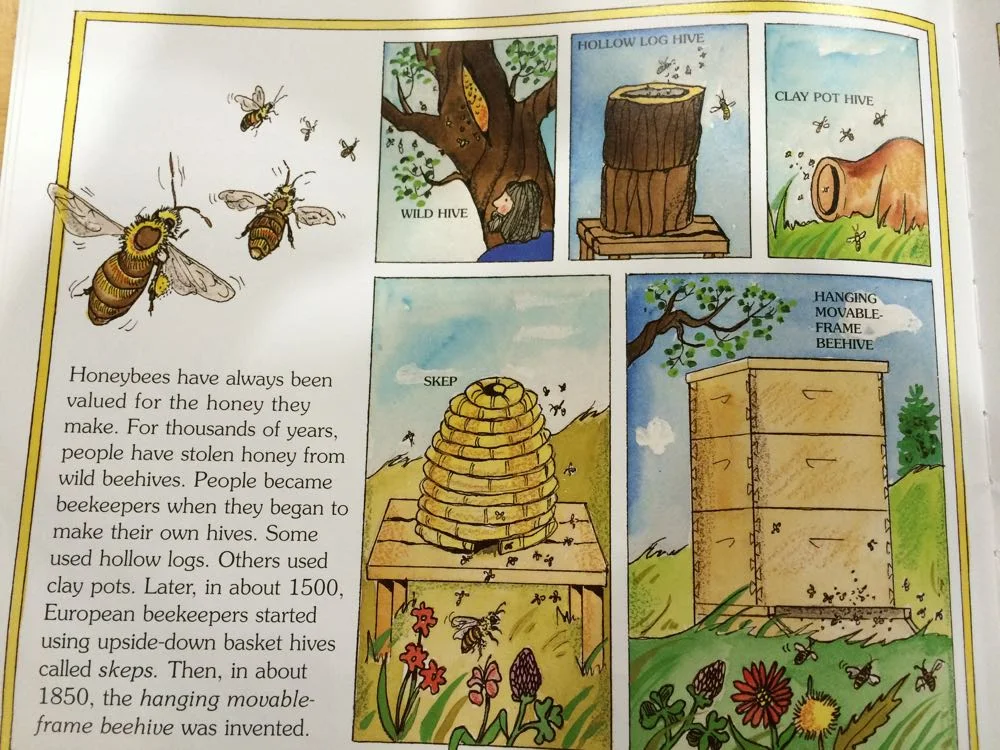 The Honey Makers Book by Gail Gibbons — Home Sweet Bees