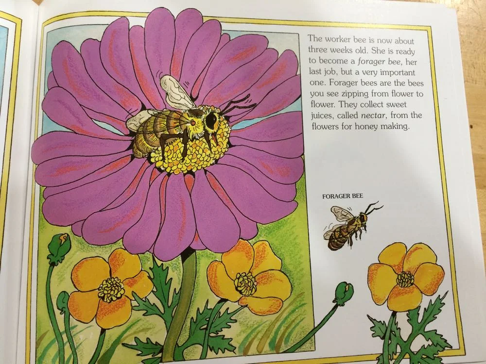 The Honey Makers Book by Gail Gibbons — Home Sweet Bees