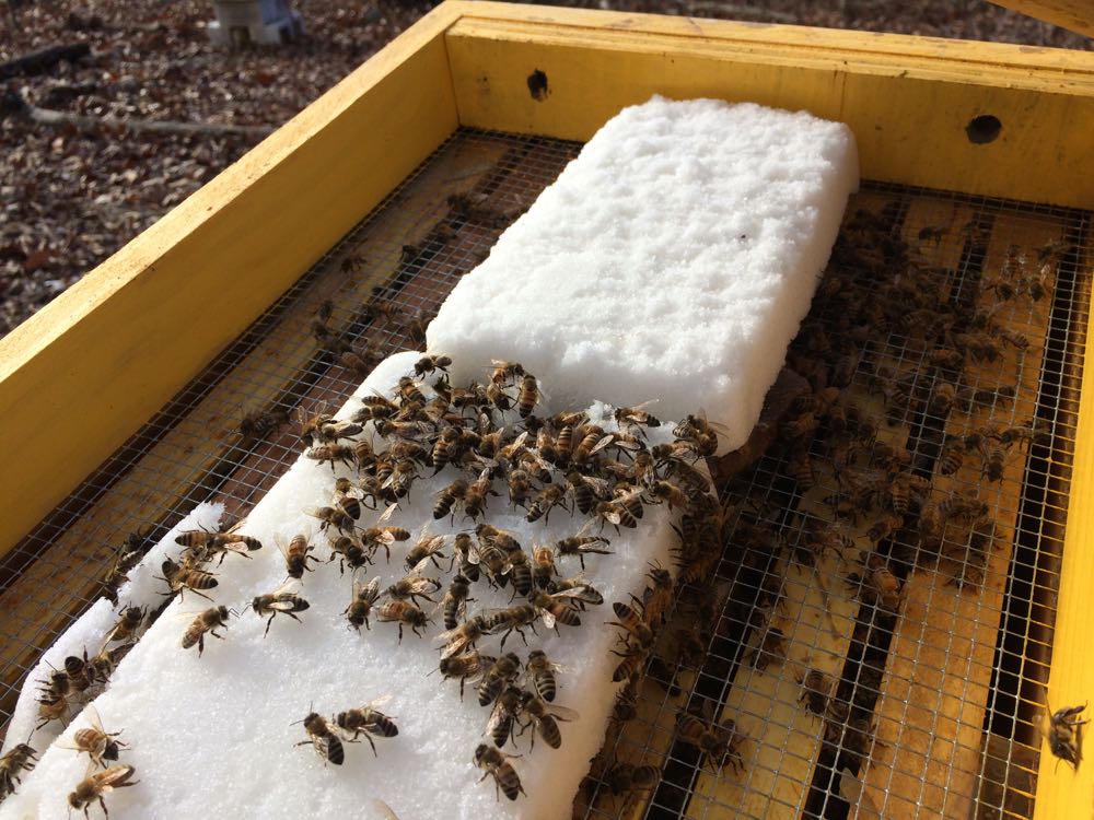 Bees On Sugar Too Early — Home Sweet Bees