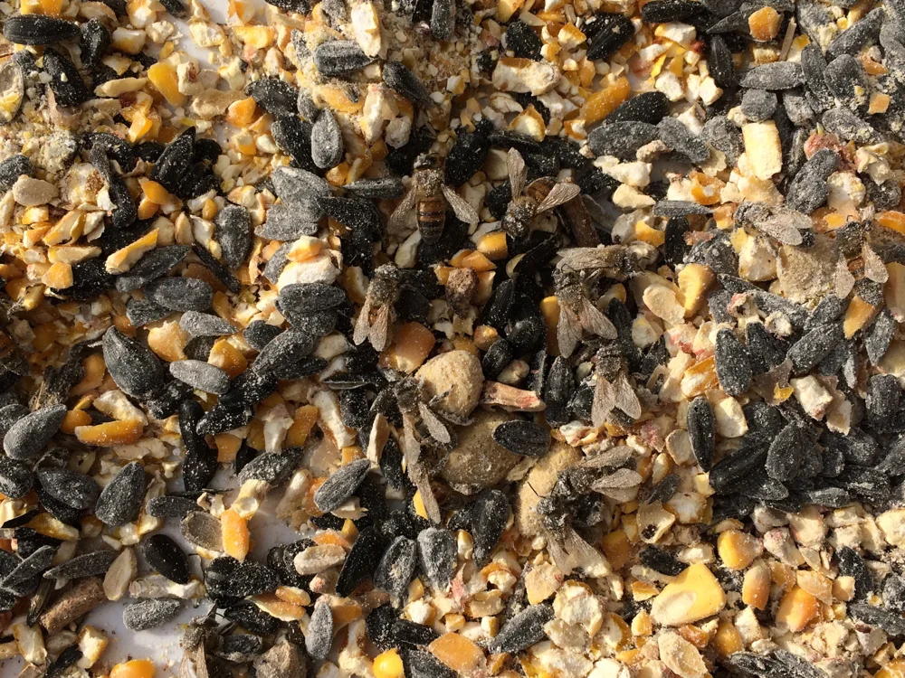 Bees in Cracked Corn — Home Sweet Bees