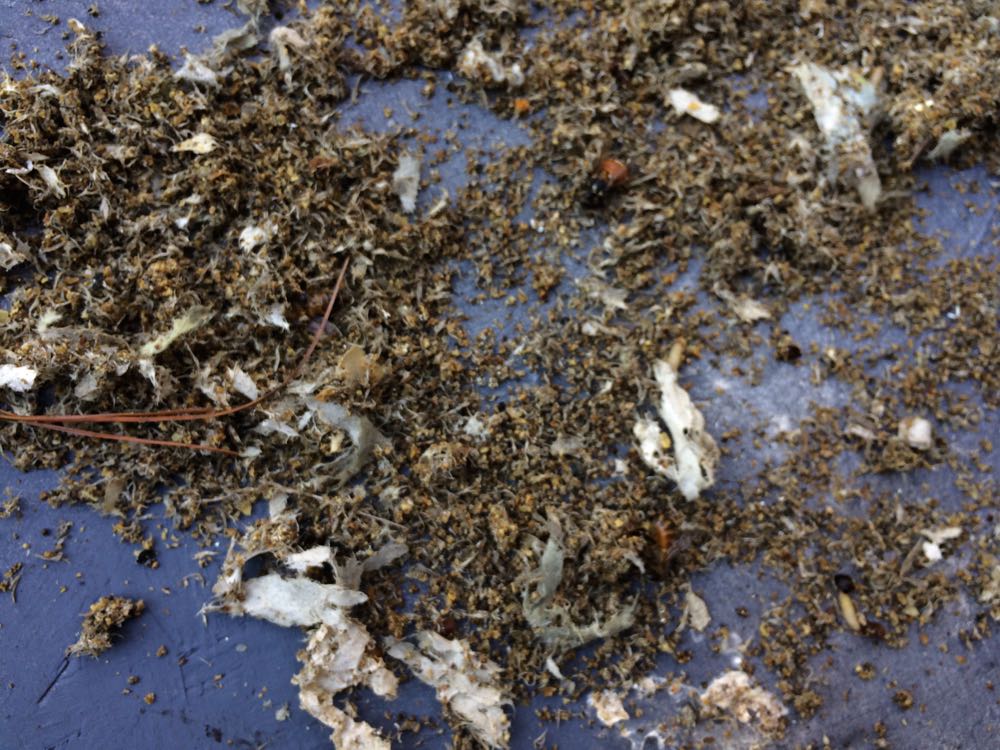 Minimize Small Hive Beetles — Home Sweet Bees