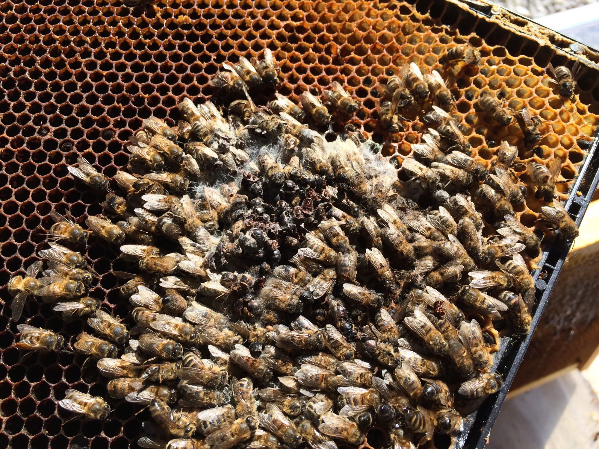 Minimize Small Hive Beetles — Home Sweet Bees