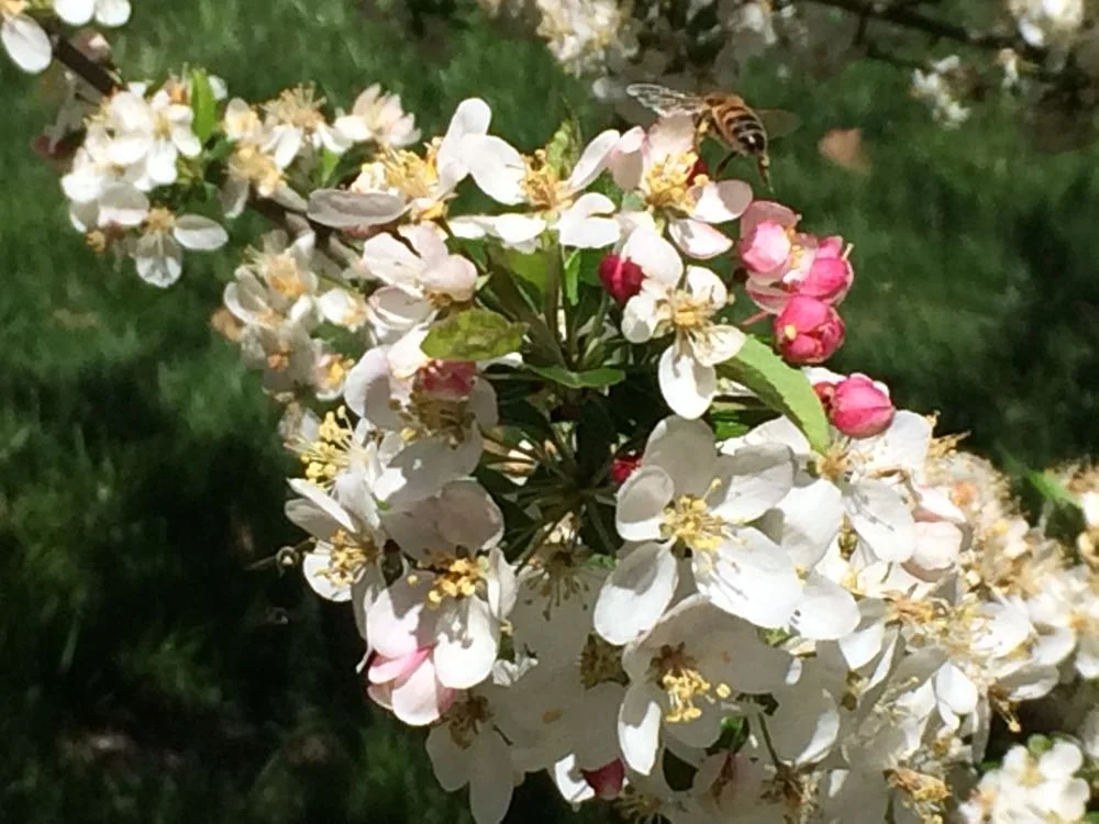 Flowering Crab Apples for Spring Bee Food — Home Sweet Bees