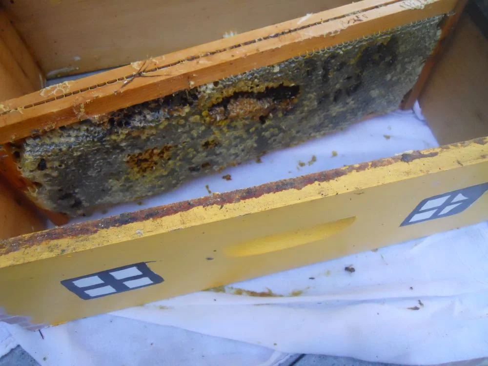 Why Honey Frames Should Be Frozen Before Storing — Home Sweet Bees