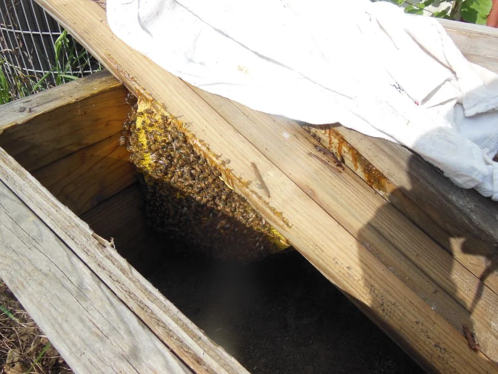 Honey Bees in Wood Pile — Home Sweet Bees