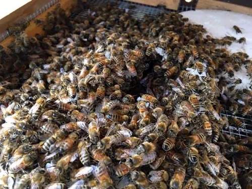 Supplemental Bee Feeding — Home Sweet Bees