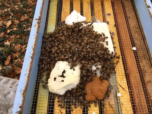 Supplemental Bee Feeding — Home Sweet Bees