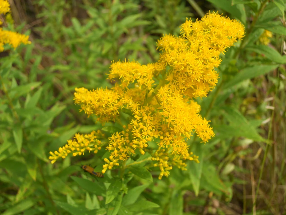 Bee Plants — Home Sweet Bees