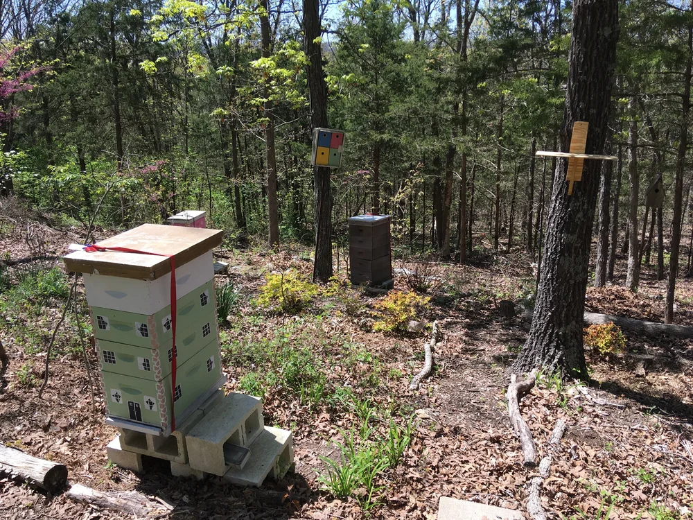 Russian Scion Swarm Catcher — Home Sweet Bees
