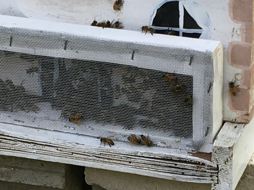 Hive Robbing Screens — Home Sweet Bees