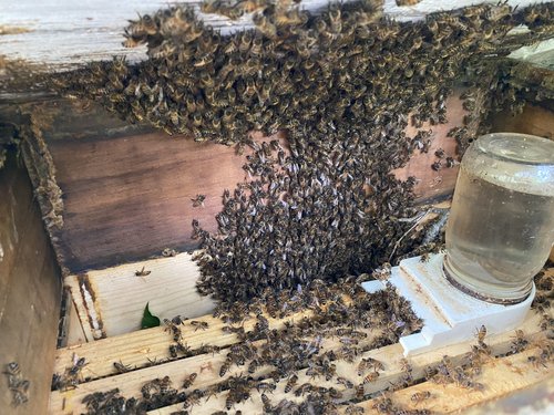 Beekeeping — Home Sweet Bees