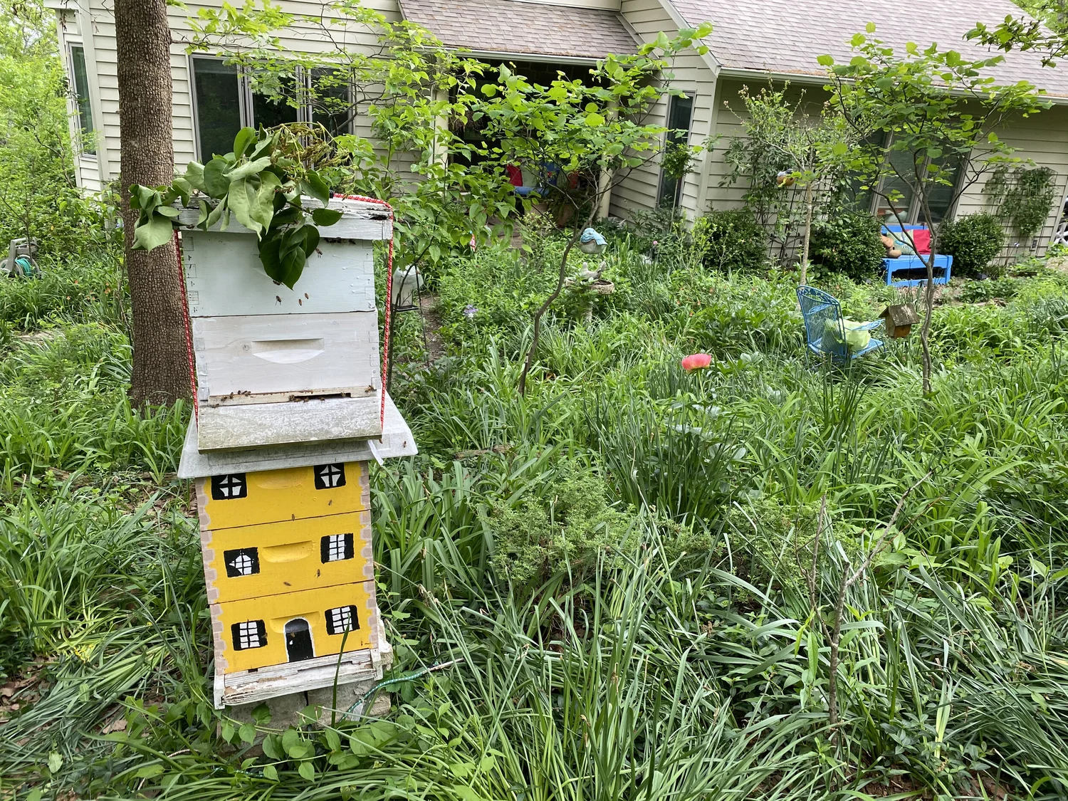 Beekeeping — Home Sweet Bees