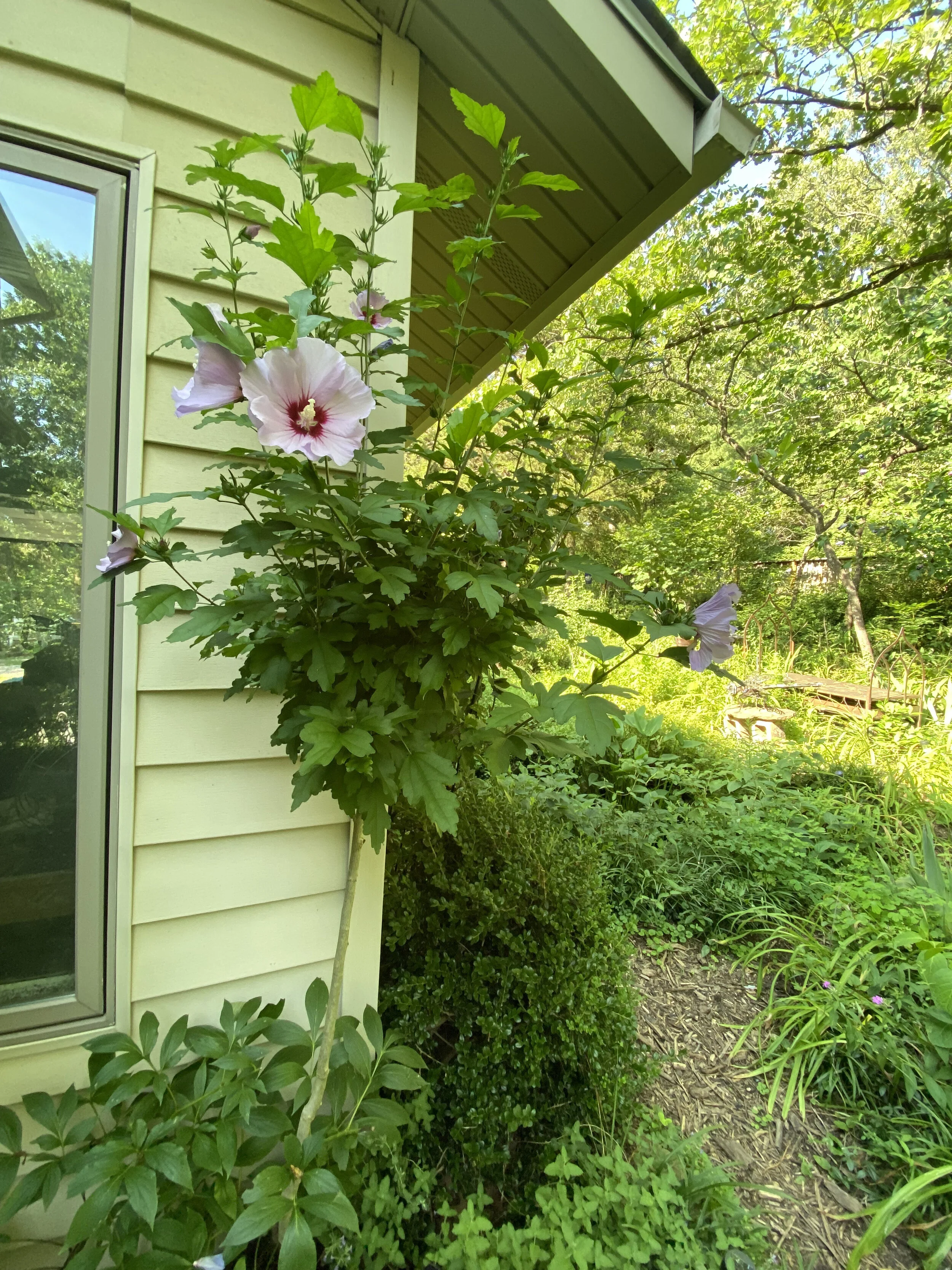 Bee Plants — Home Sweet Bees