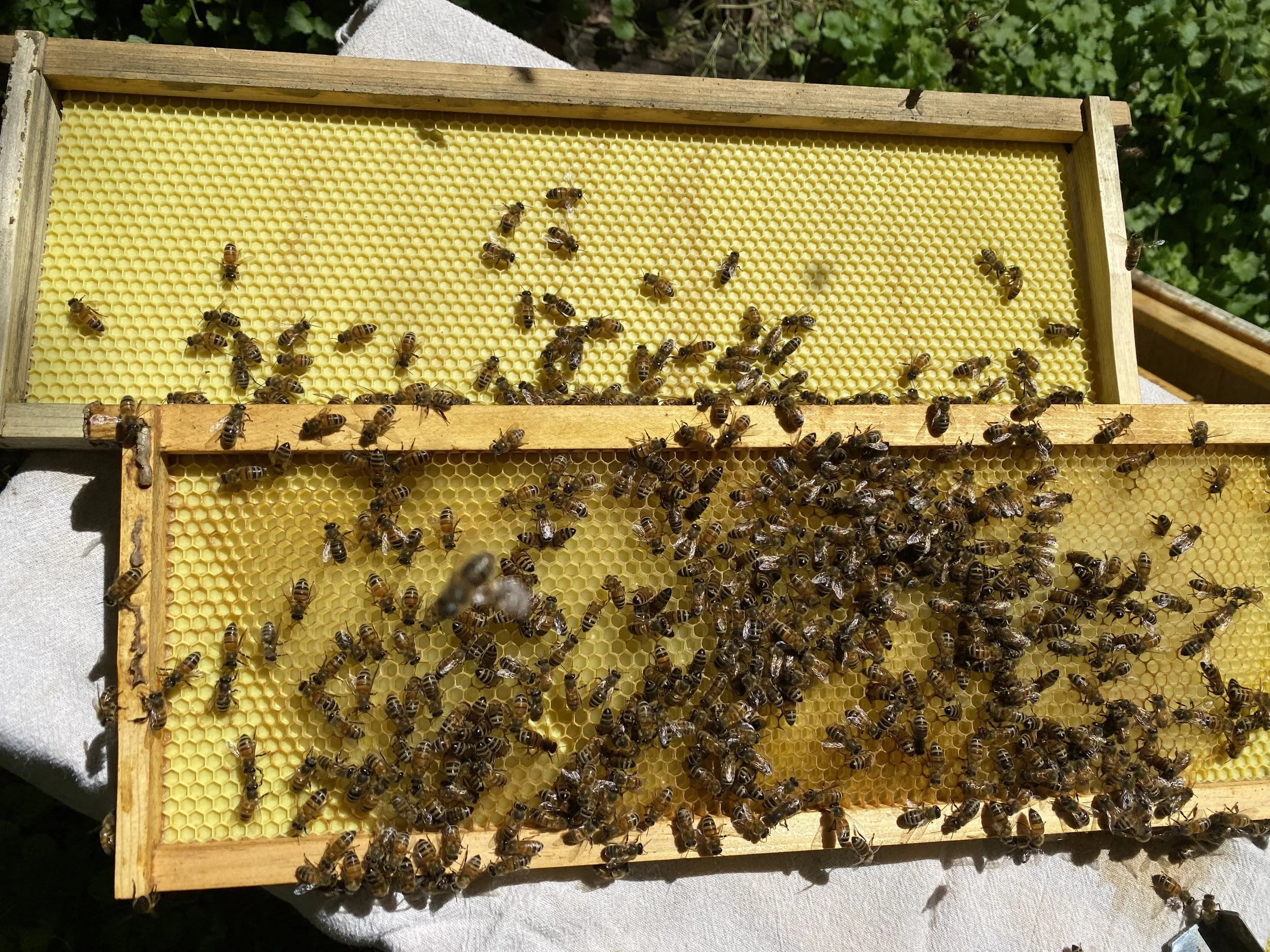 Beekeeping — Home Sweet Bees