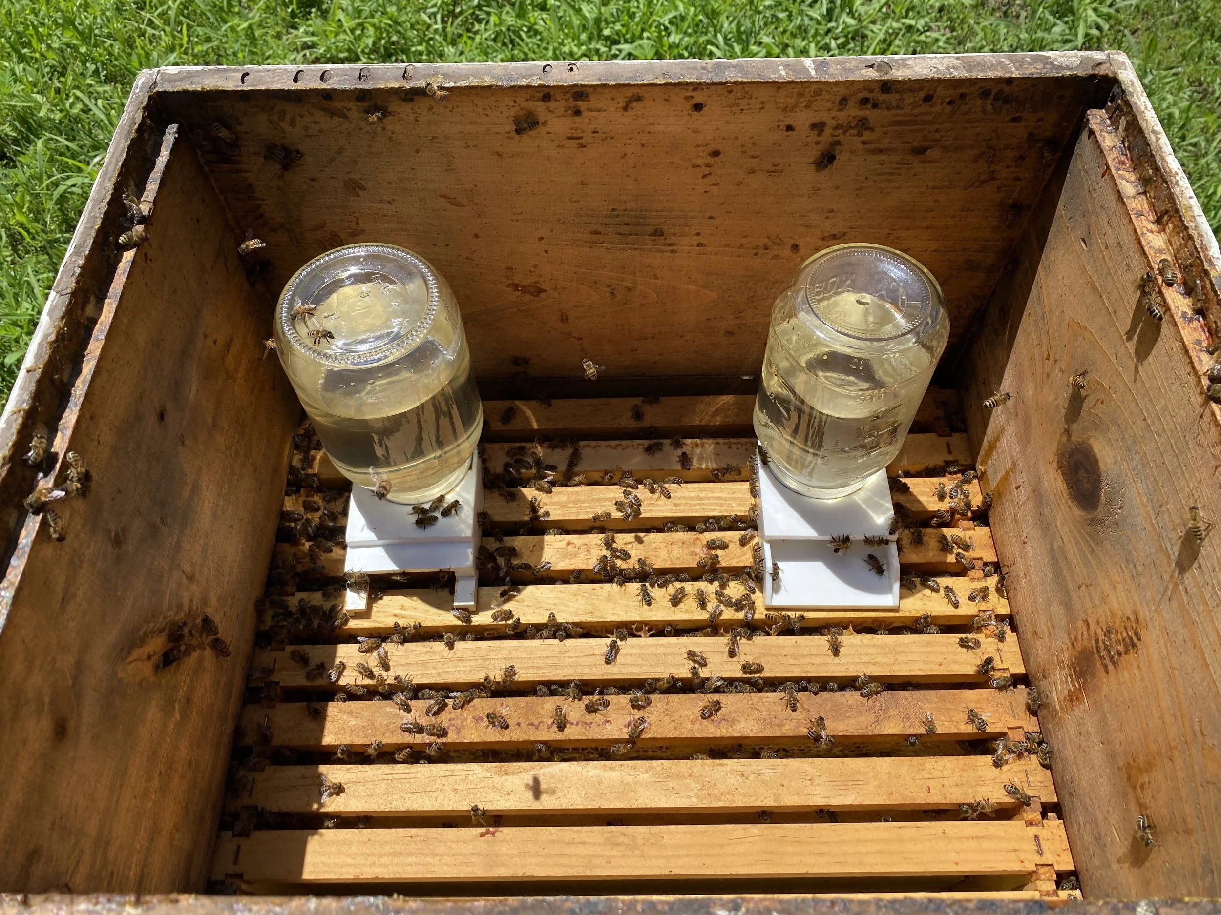 Using Glass Feeders Inside — Home Sweet Bees