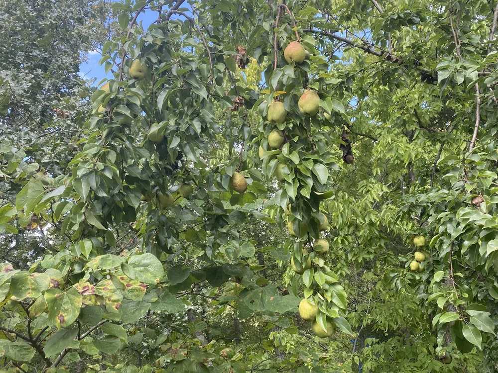 Recipes with Honey — Home Sweet Bees