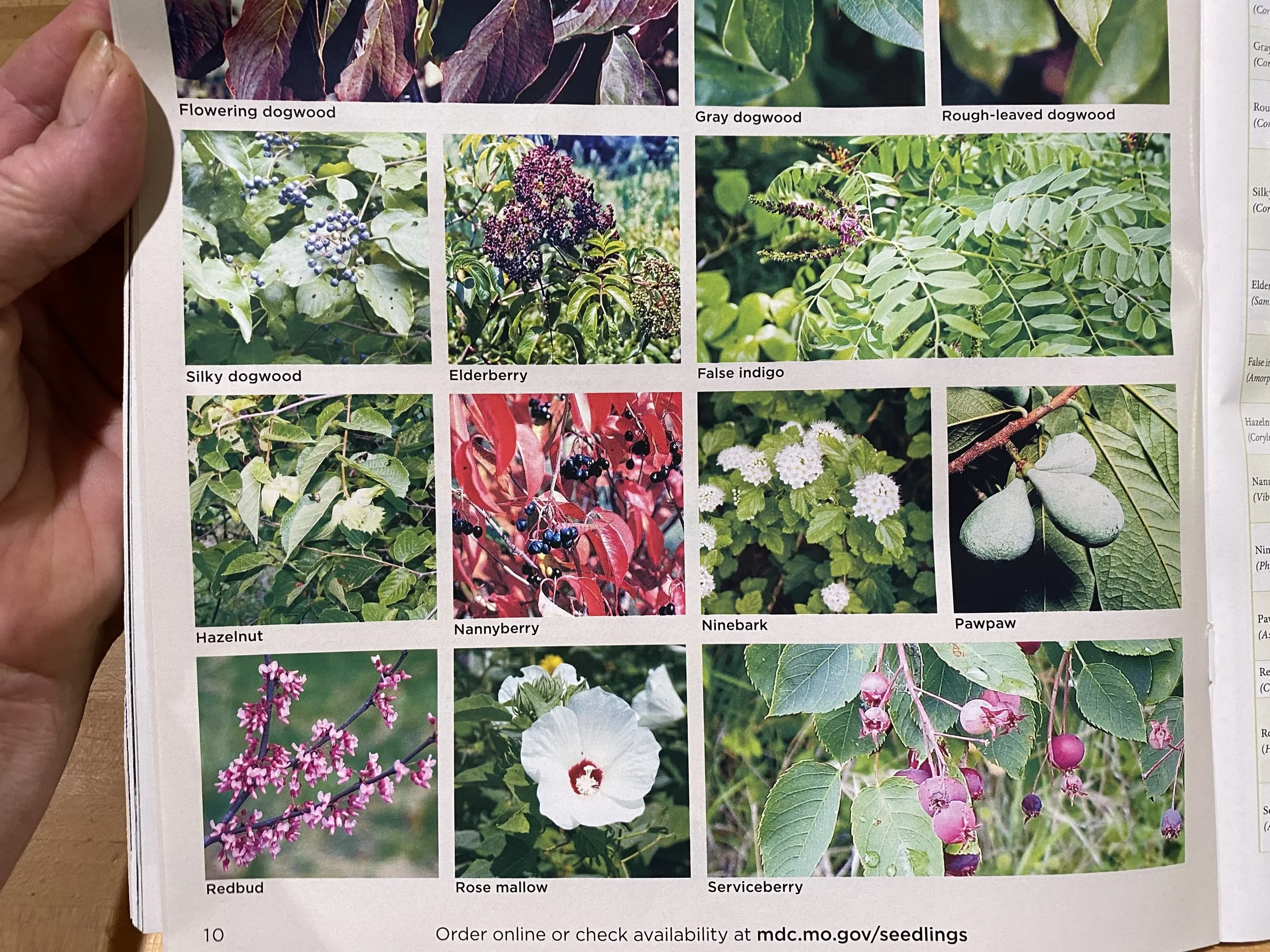 Bee Plants — Home Sweet Bees
