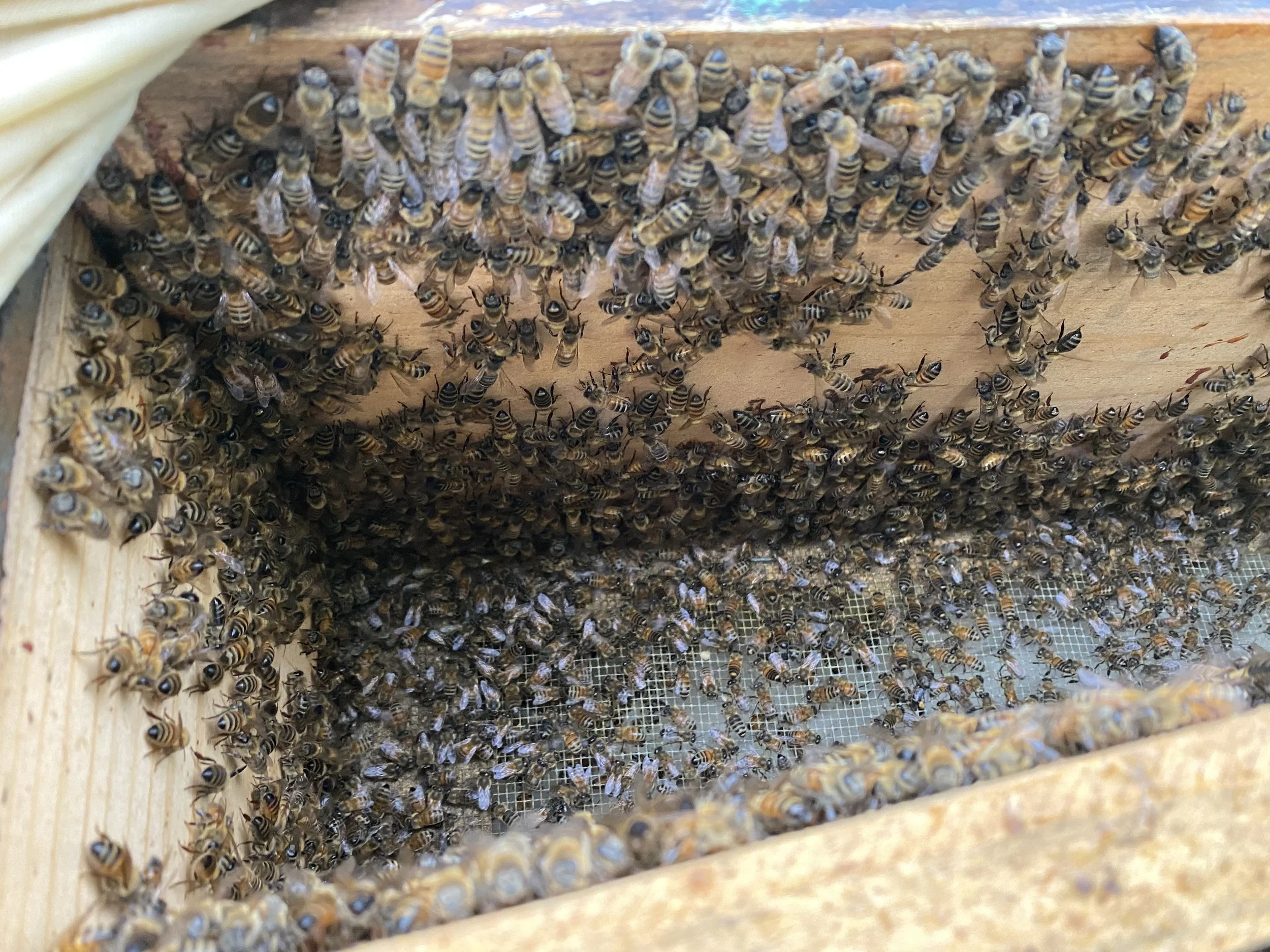 Beekeeping — Home Sweet Bees