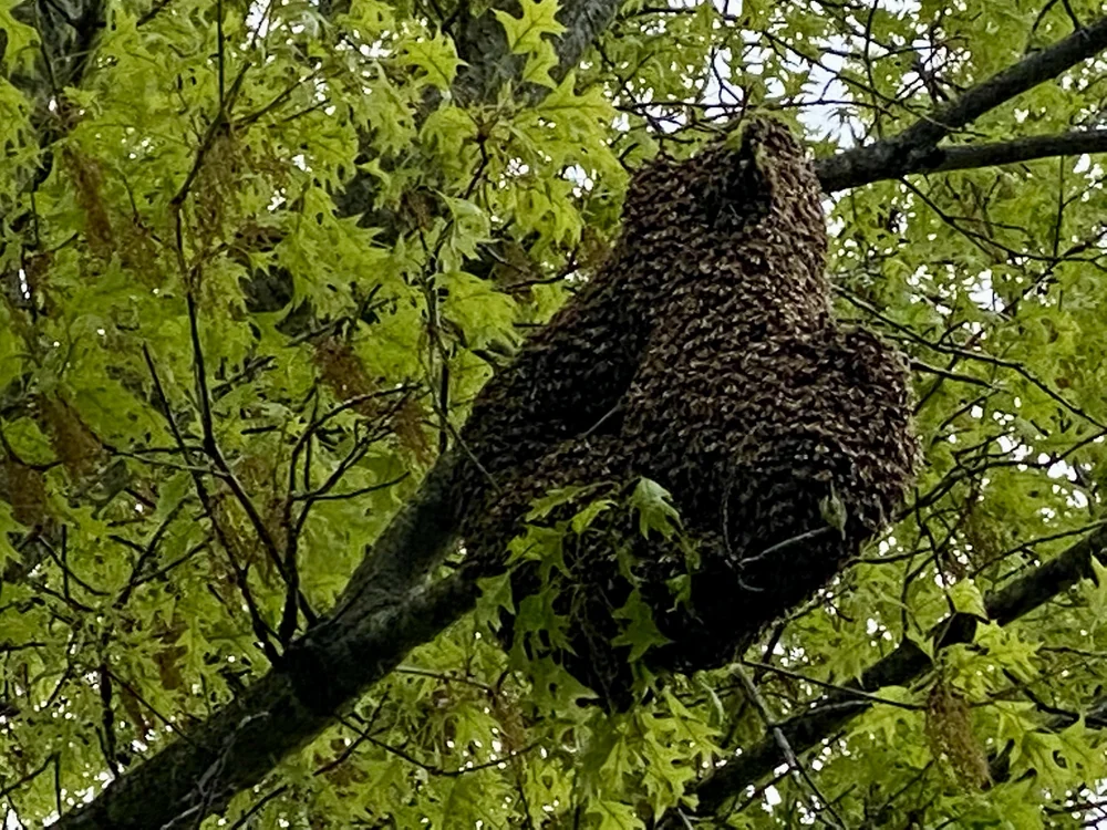 Beekeeping — Home Sweet Bees