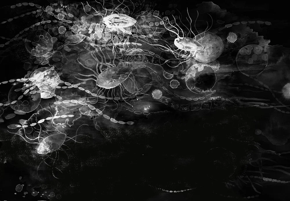 carbon art — Aviva Reed