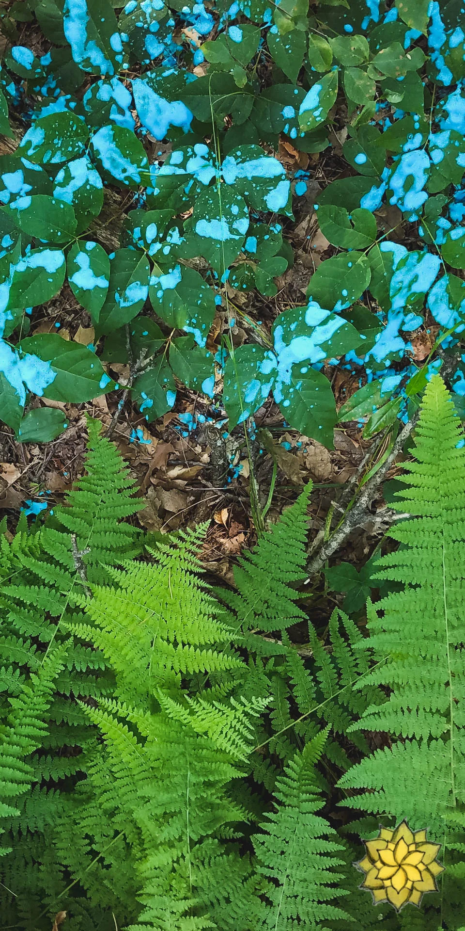 Invasive Plant Management — Green Abundance By Design